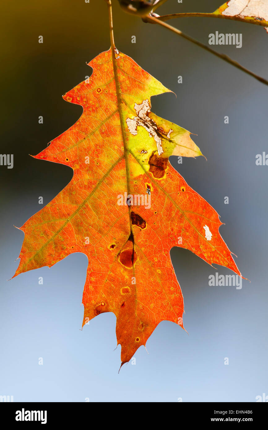 Red Oak Leaf (Quercus rubra) in Autumn - Ontario, Canada Stock Photo ...