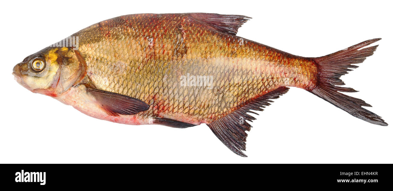 Big carp isolated on white background Stock Photo - Alamy