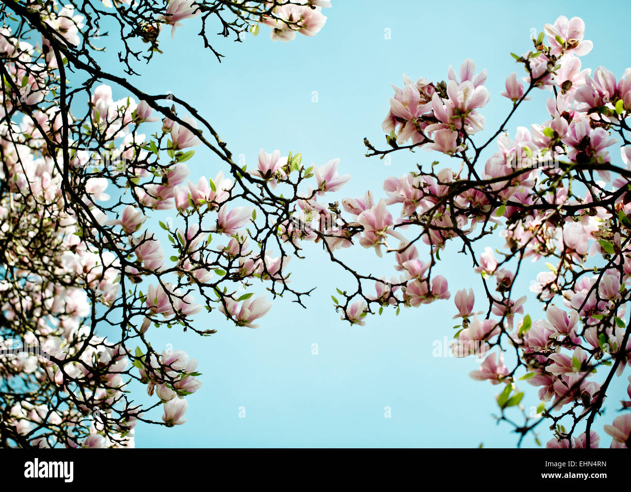 Rose pink magnolia blooms hi-res stock photography and images - Alamy