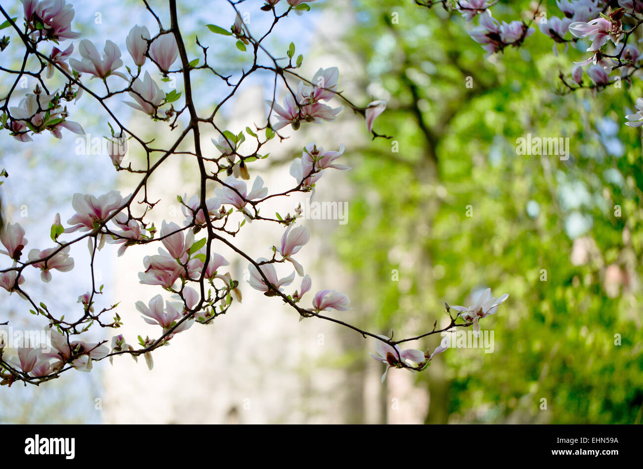 Rose pink magnolia blooms hi-res stock photography and images - Alamy