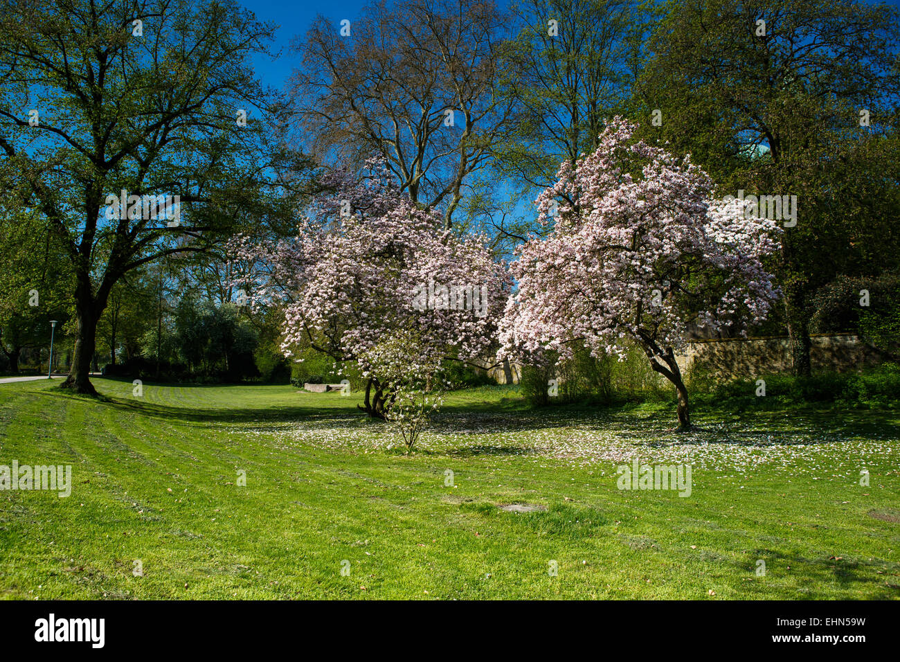 Magnolia Trees in the Park Stock Photo - Alamy