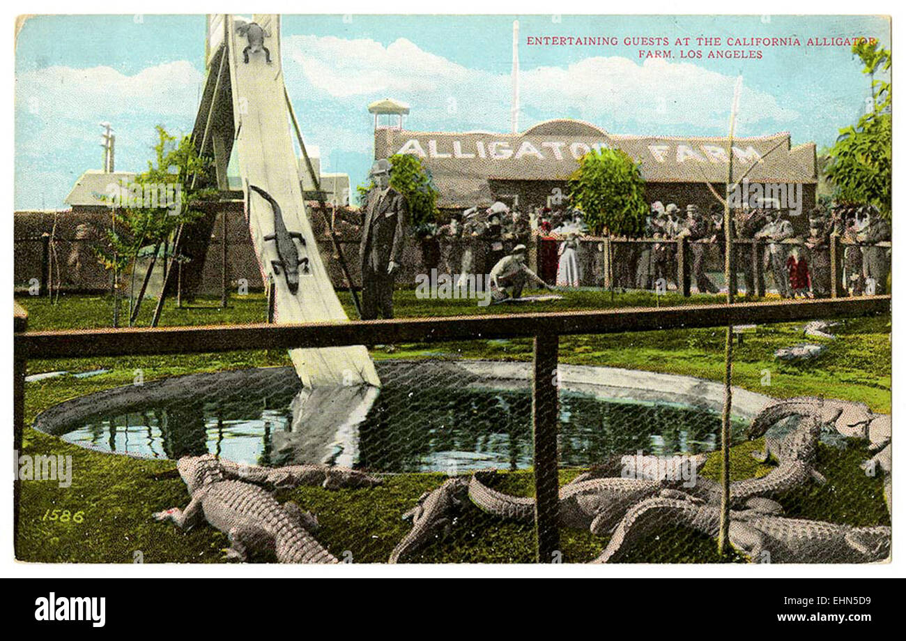 California alligator farm hi-res stock photography and images - Alamy