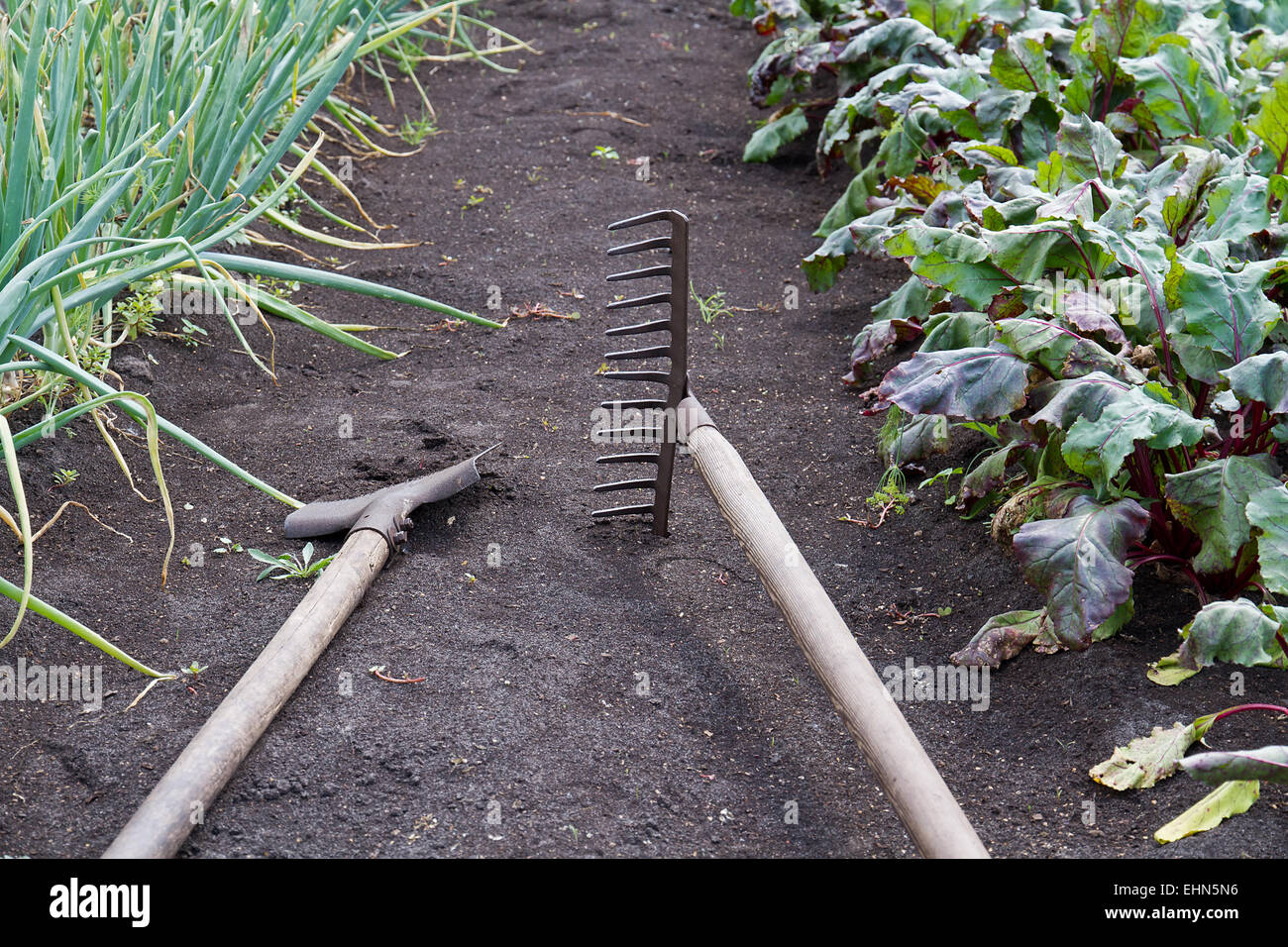 Shovel and rake lie between the vegetable beds Stock Photo - Alamy