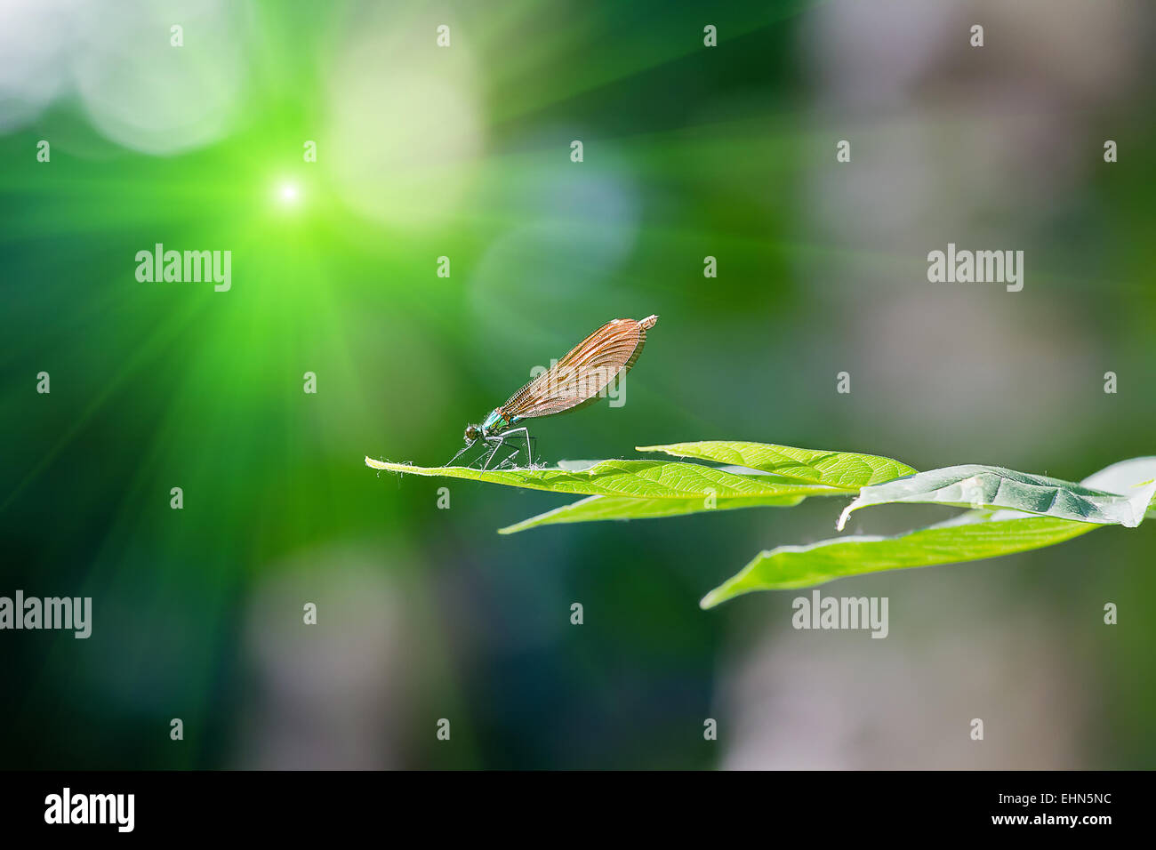 Dragonfly on the tree branch Stock Photo - Alamy