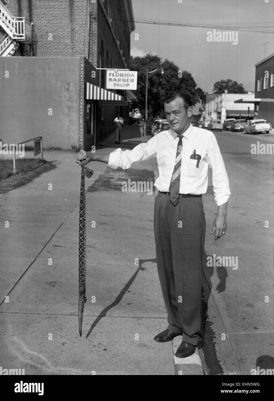 Snake in nature on Black and White Stock Photos & Images - Alamy