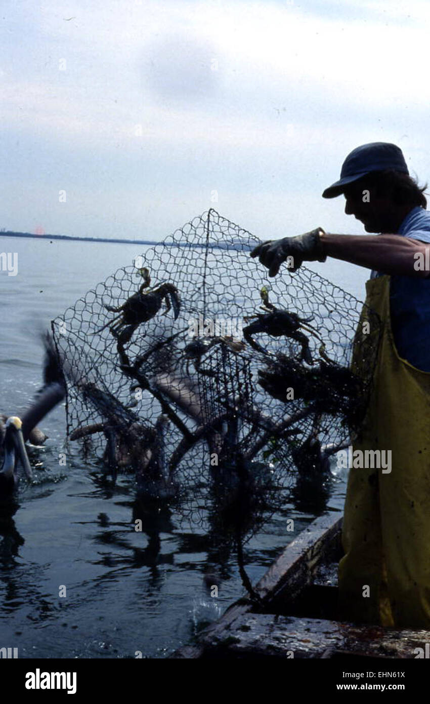 This image depicts the process of pulling stone crabs from a crab pot ...