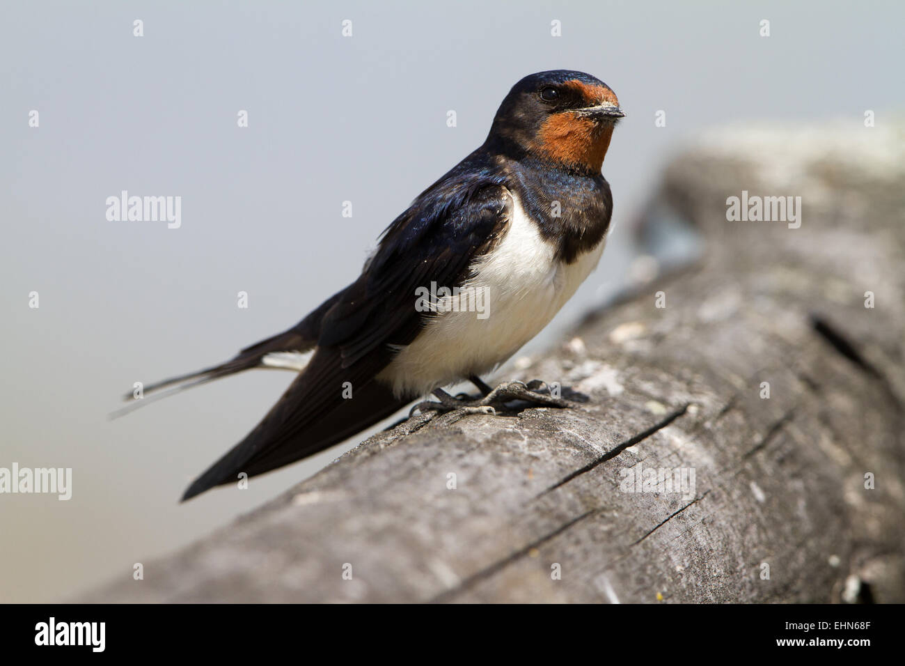 Barn swallow hi-res stock photography and images - Alamy