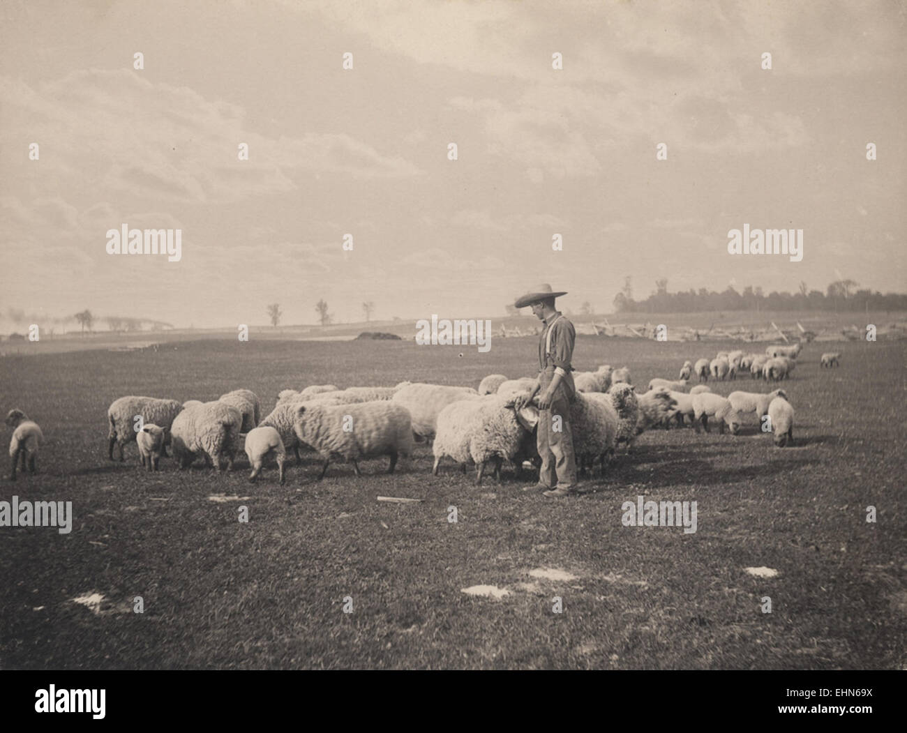 'Tending the Flock, 1906' is a photograph depicting agricultural ...