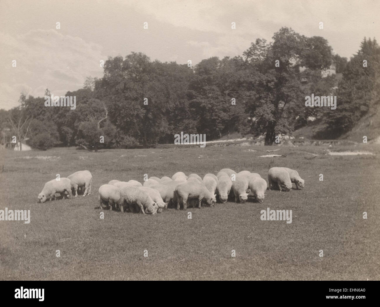 A serene depiction of *sheep grazing* in the year 1920, representing ...