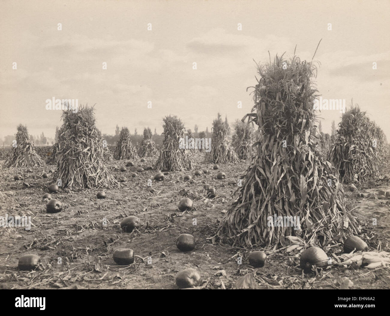 This 1908 painting depicts a rural farming scene with corn stalks and ...