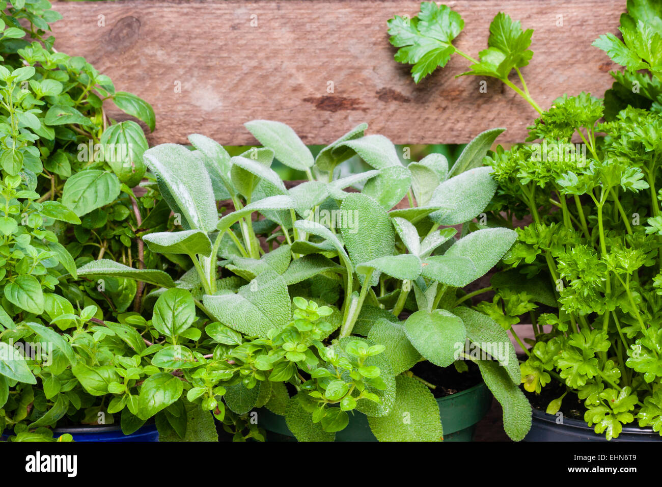 Golden Marjoram Origanum High Resolution Stock Photography and Images ...
