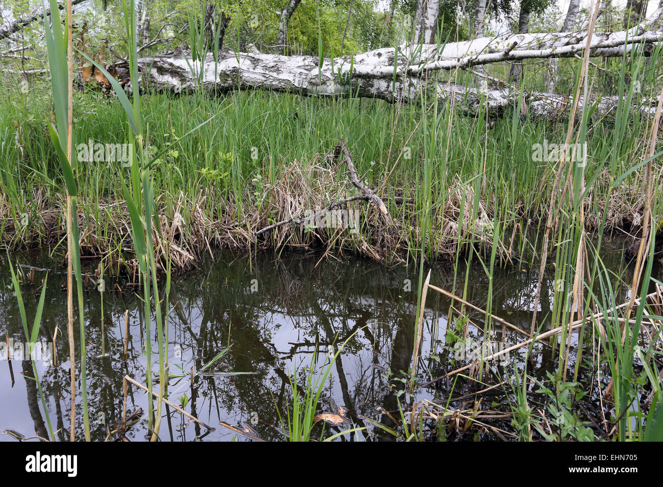Fen woodland with birch trees Stock Photo - Alamy