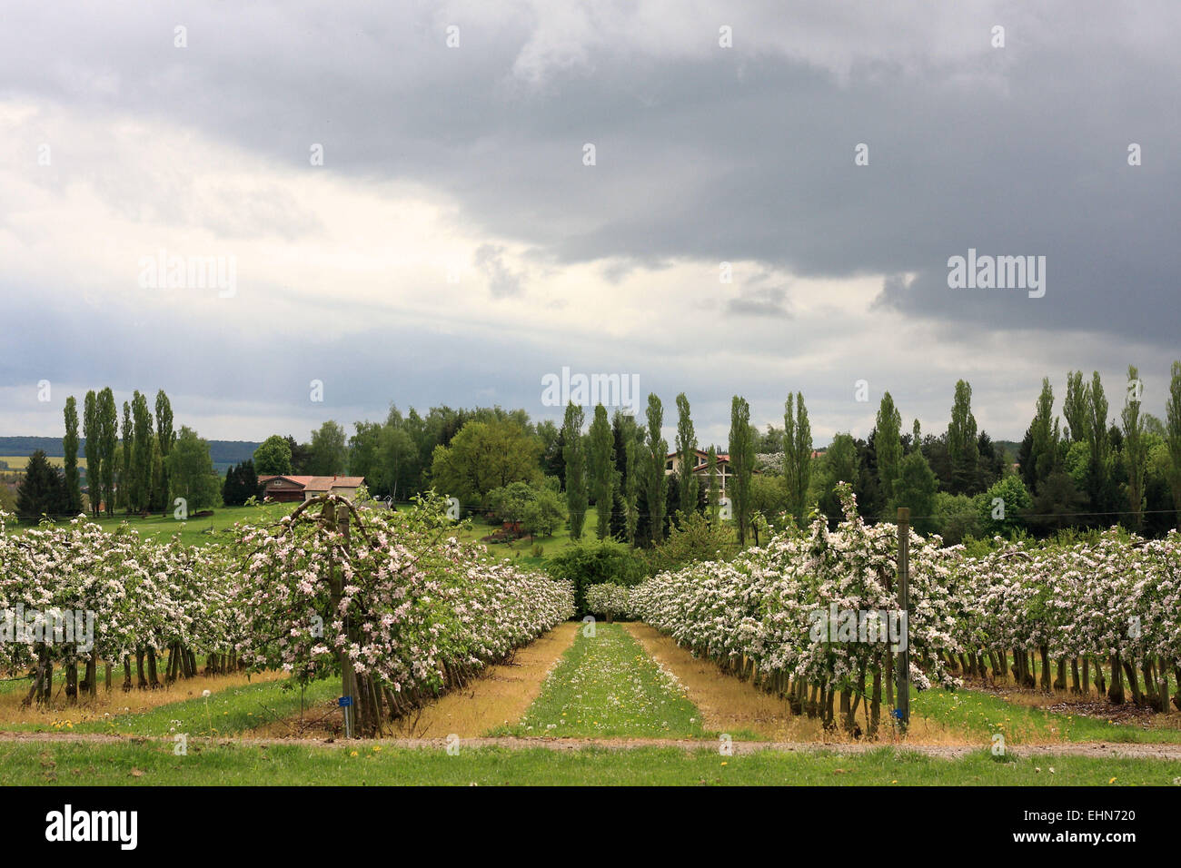 Apple garden hi-res stock photography and images - Alamy
