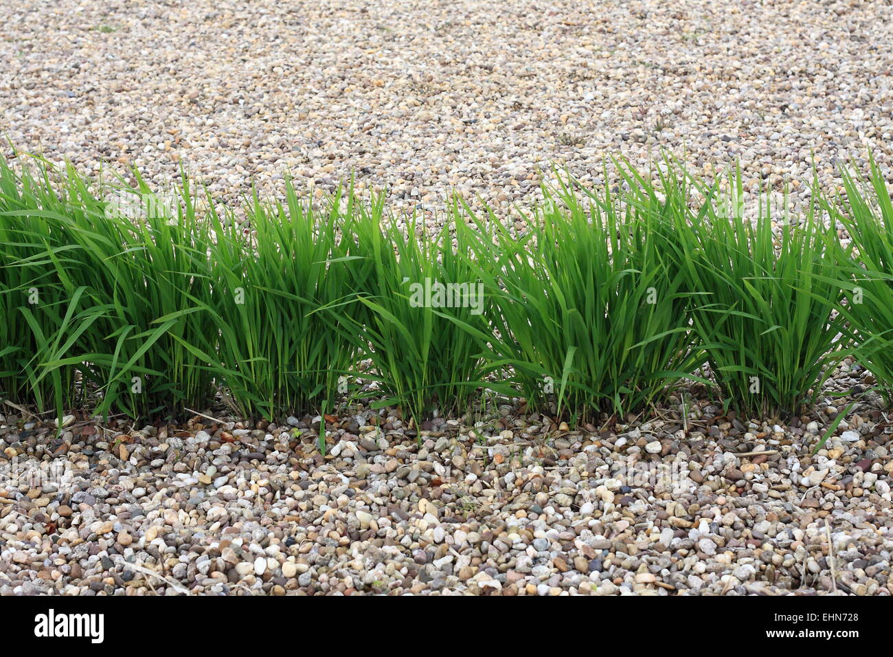 Tuft of grass Stock Photo - Alamy
