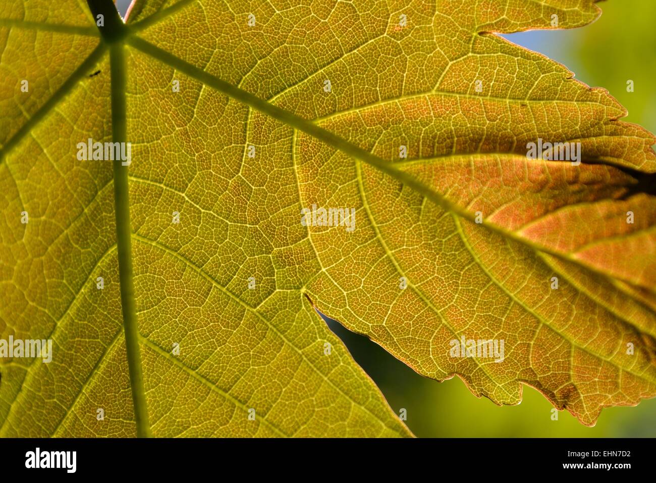 Maple leaf close-up Stock Photo - Alamy
