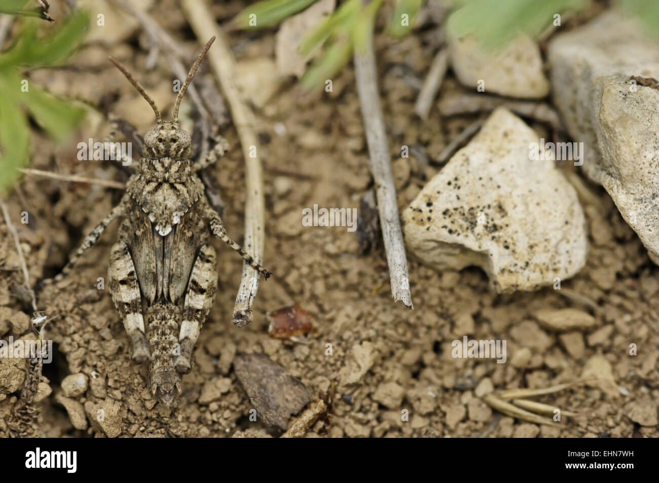 Blue-winged grasshopper, Oedipoda caerulescens Stock Photo - Alamy