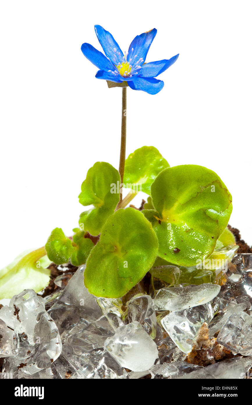 Snowdrop, growing from ice Stock Photo - Alamy