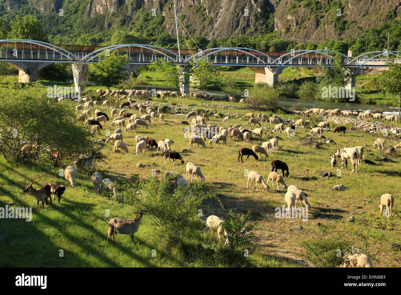 Sheep herd in the Italian alps. Fosina Cycleway Bridge Stock Photo - Alamy