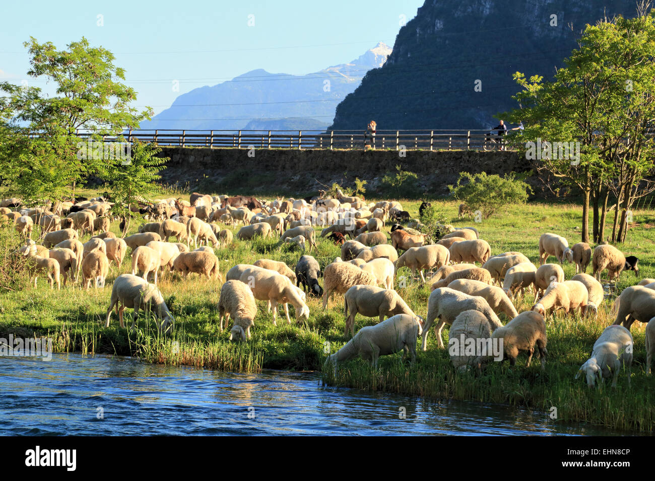 Sheep herd in the Italian alps Stock Photo - Alamy