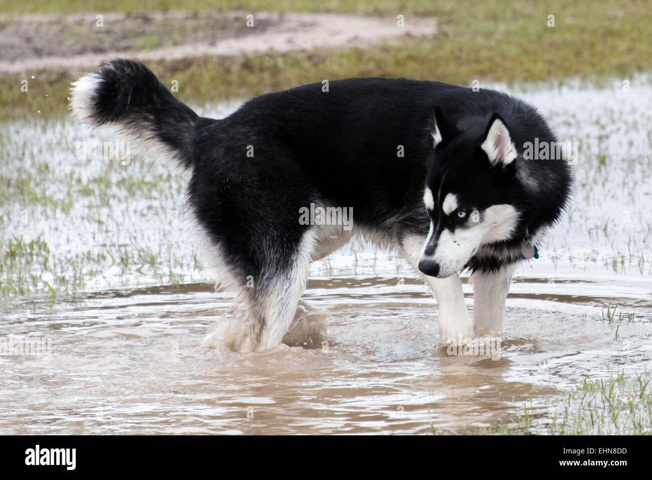 friendly dogs playing in a flooded wet dog park Stock Photo - Alamy