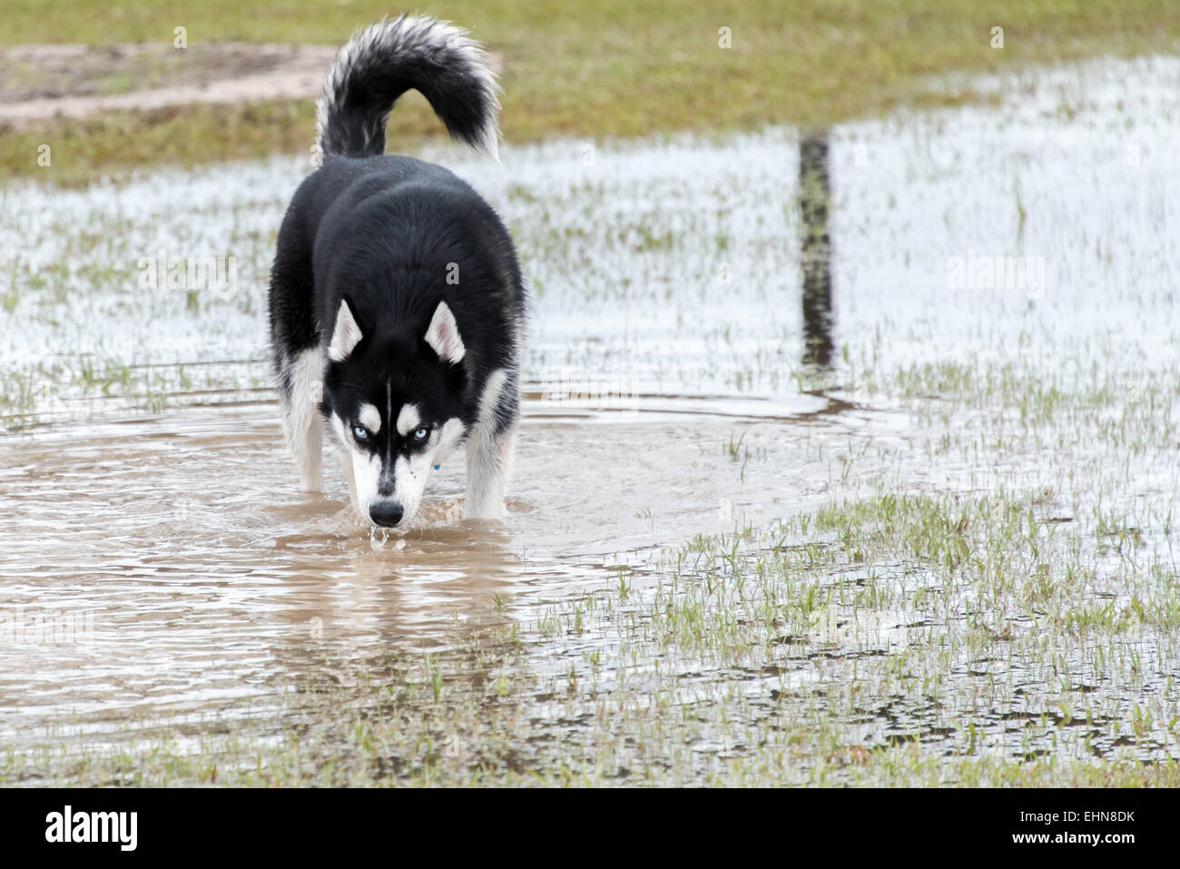 friendly dogs playing in a flooded wet dog park Stock Photo - Alamy