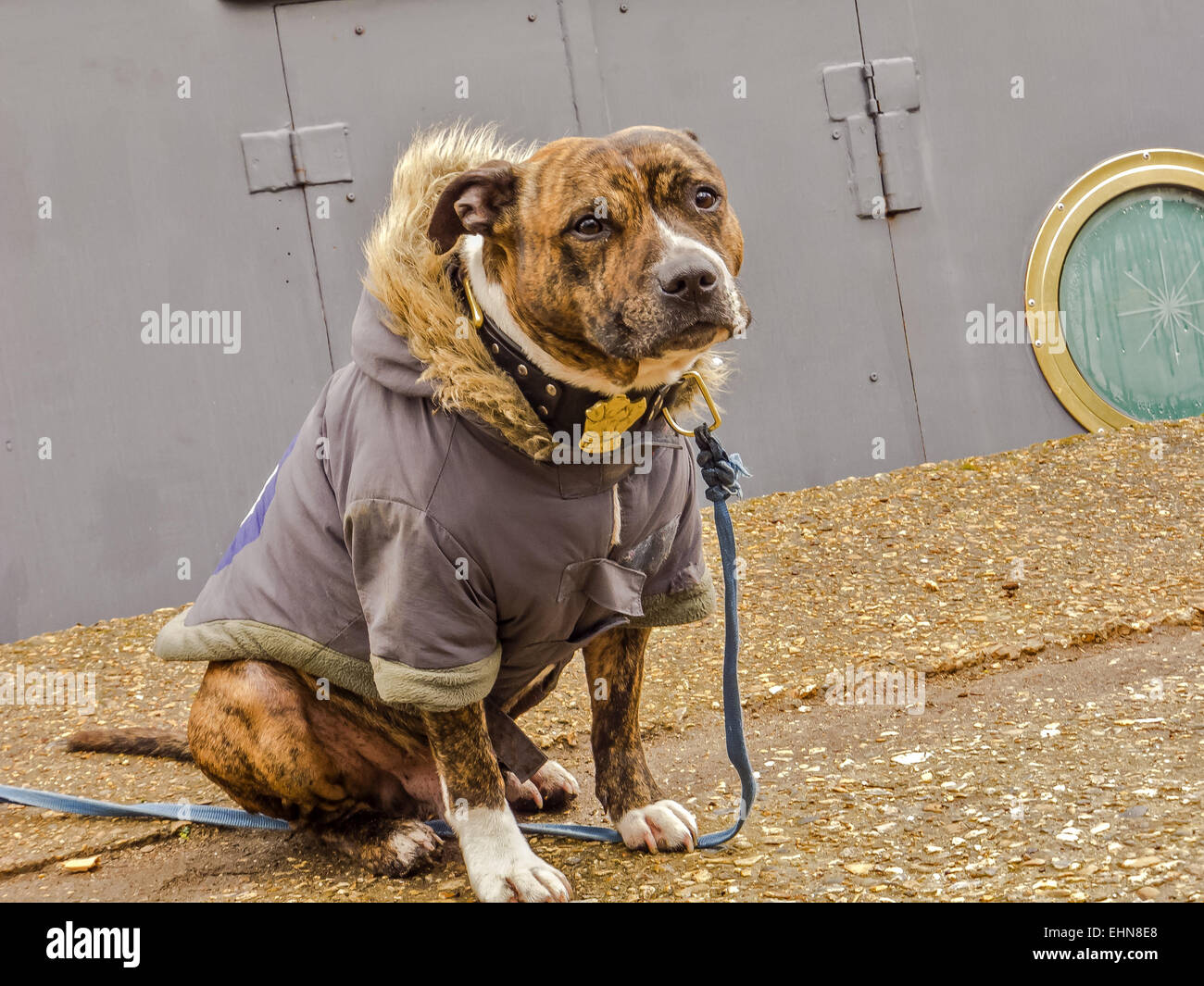 Dog Guarding The Boat Caversham Berkshire UK Stock Photo - Alamy