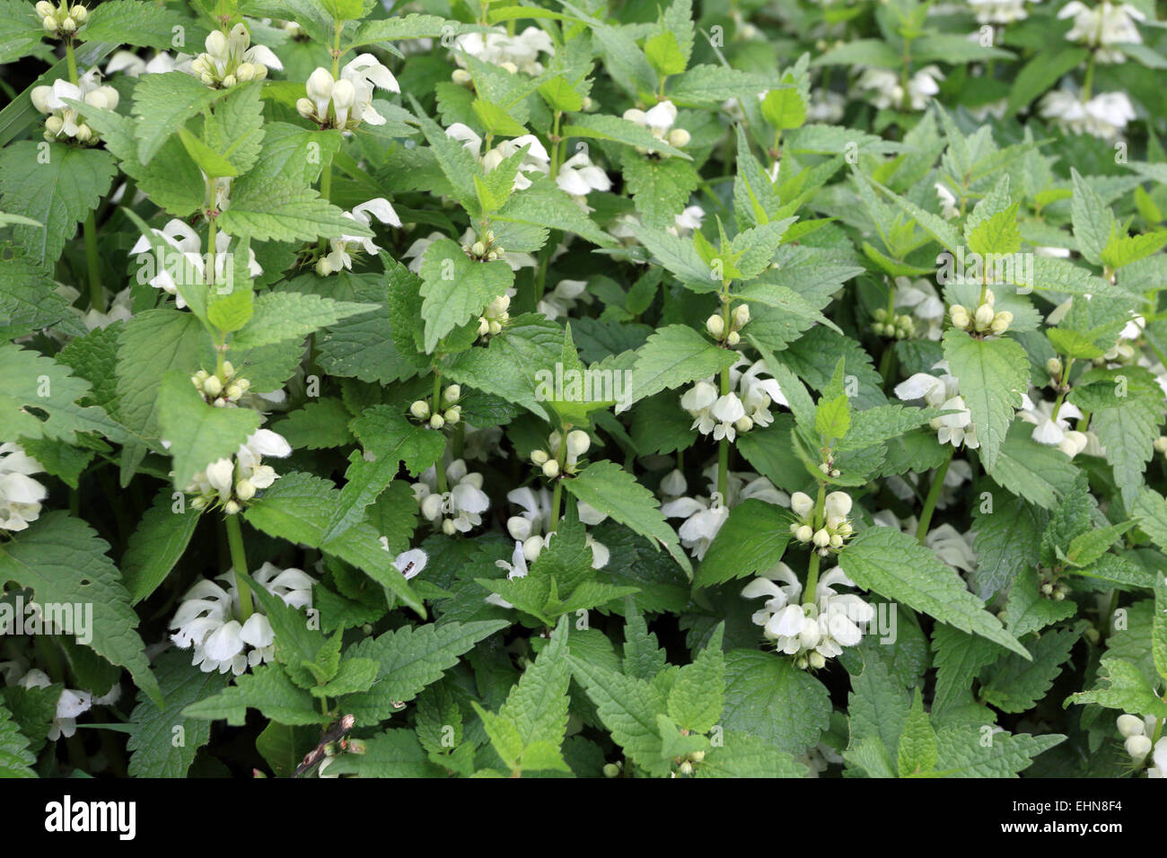 Lamium album, White Deadnettle Stock Photo - Alamy