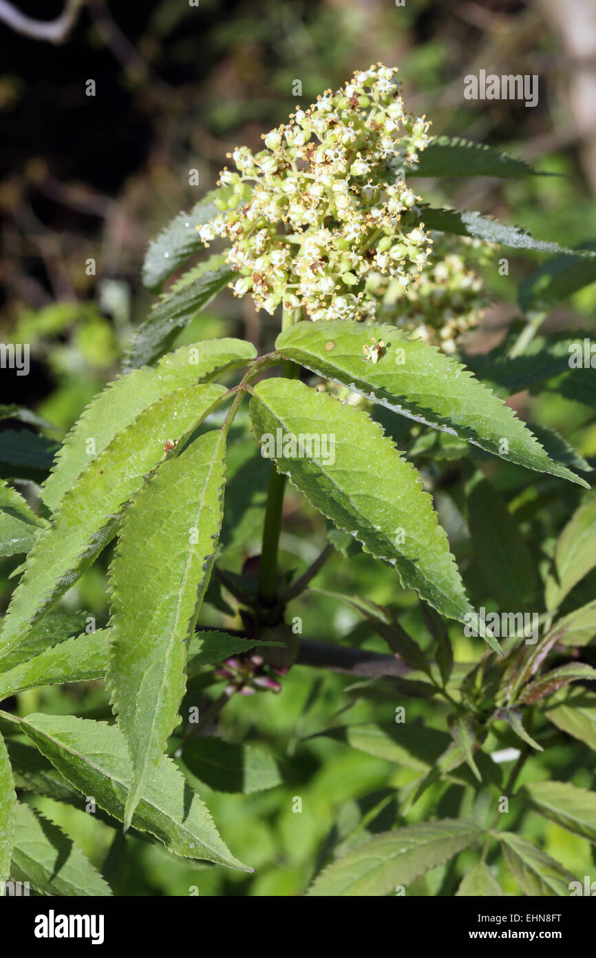 Sambucus racemosa, Red Elderberry Stock Photo - Alamy