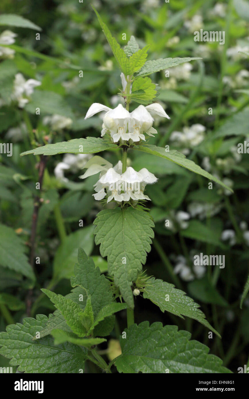 Lamium album, White Deadnettle Stock Photo - Alamy