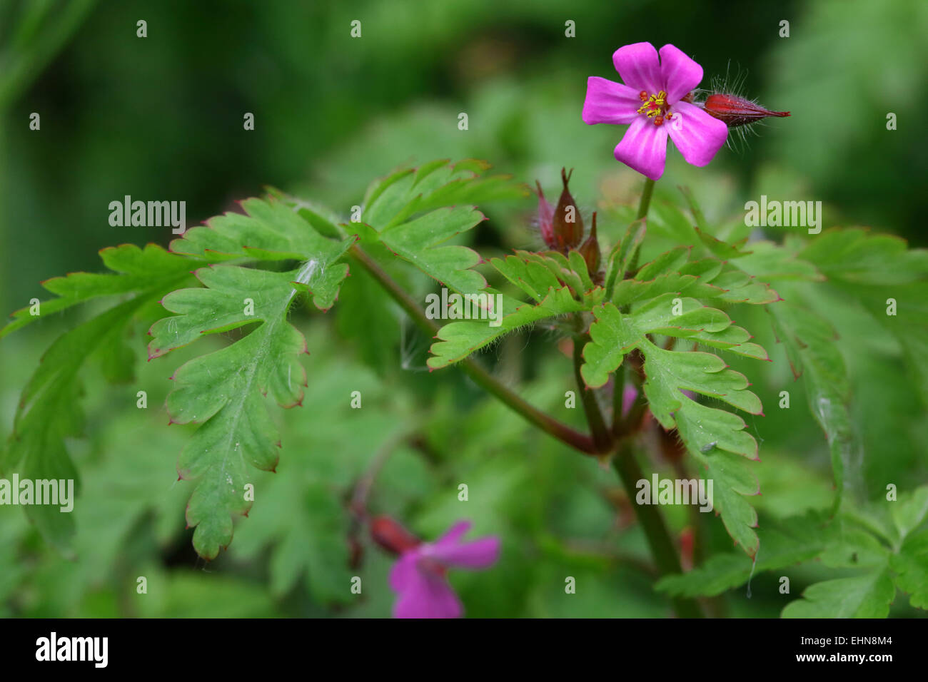 Geranium robertianum, Robert Geranium Stock Photo - Alamy