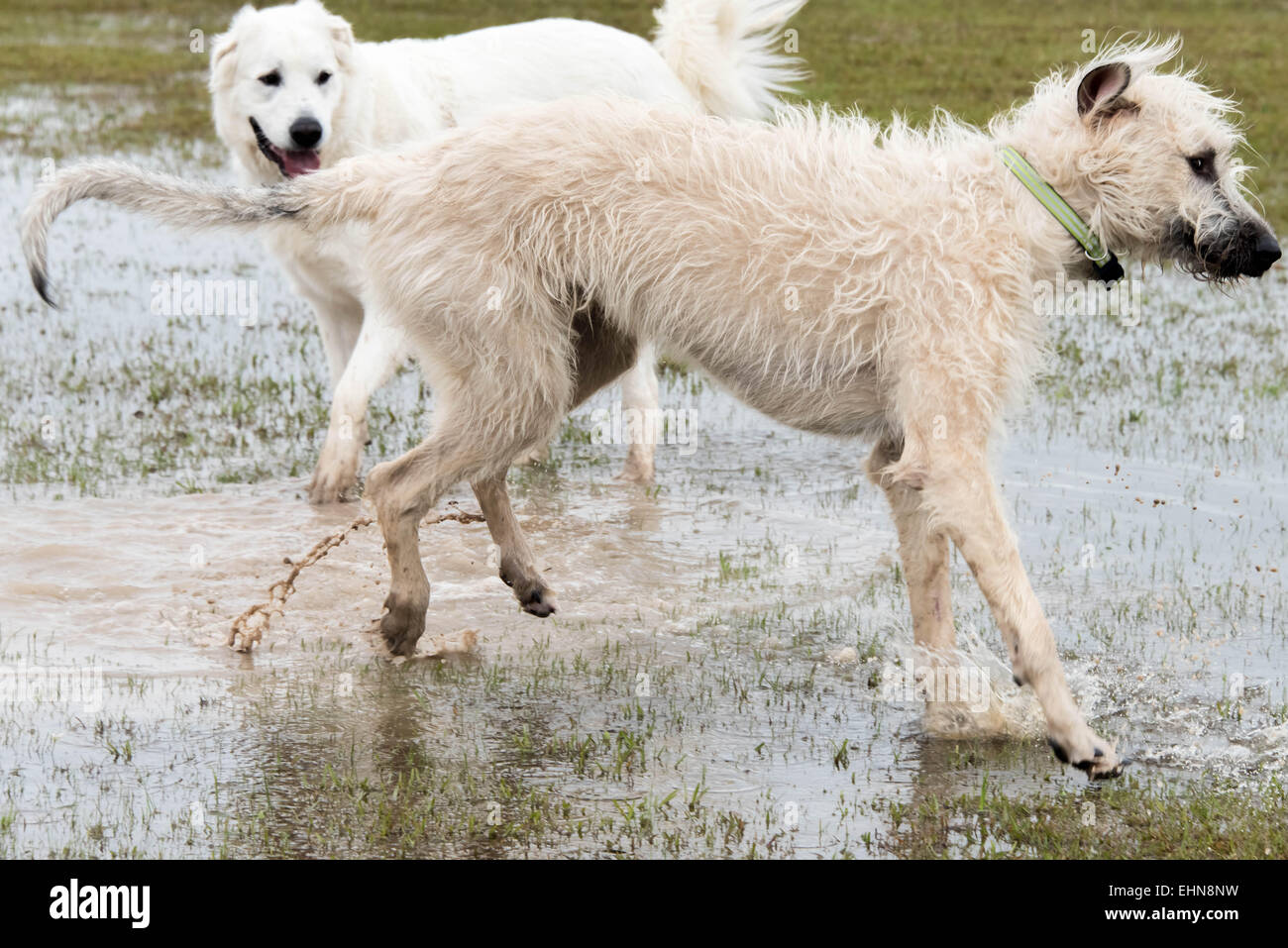 Great Pyrenees Dogs Stock Photos & Great Pyrenees Dogs Stock Images - Alamy