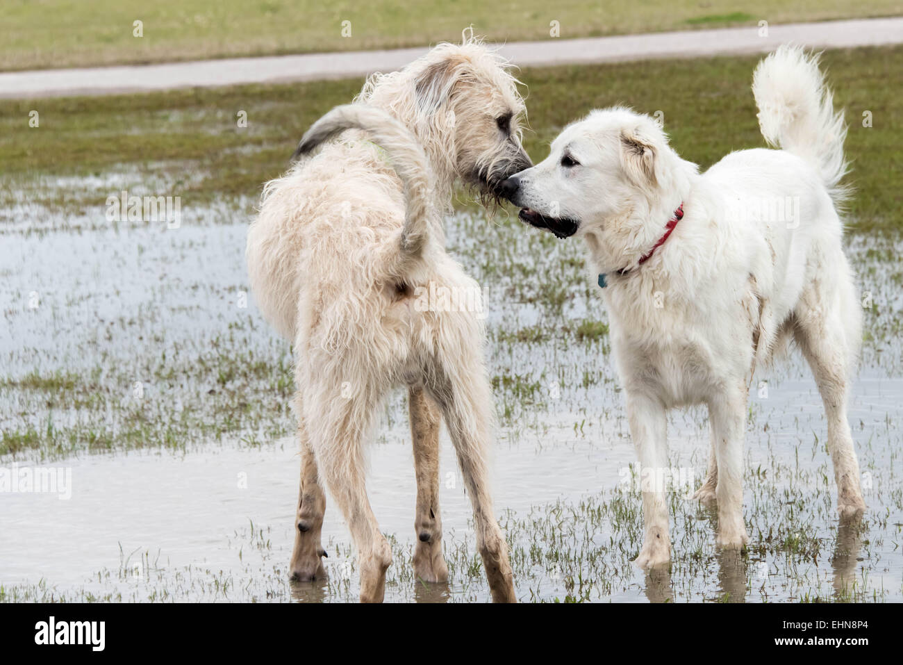friendly dogs playing in a flooded wet dog park Stock Photo - Alamy
