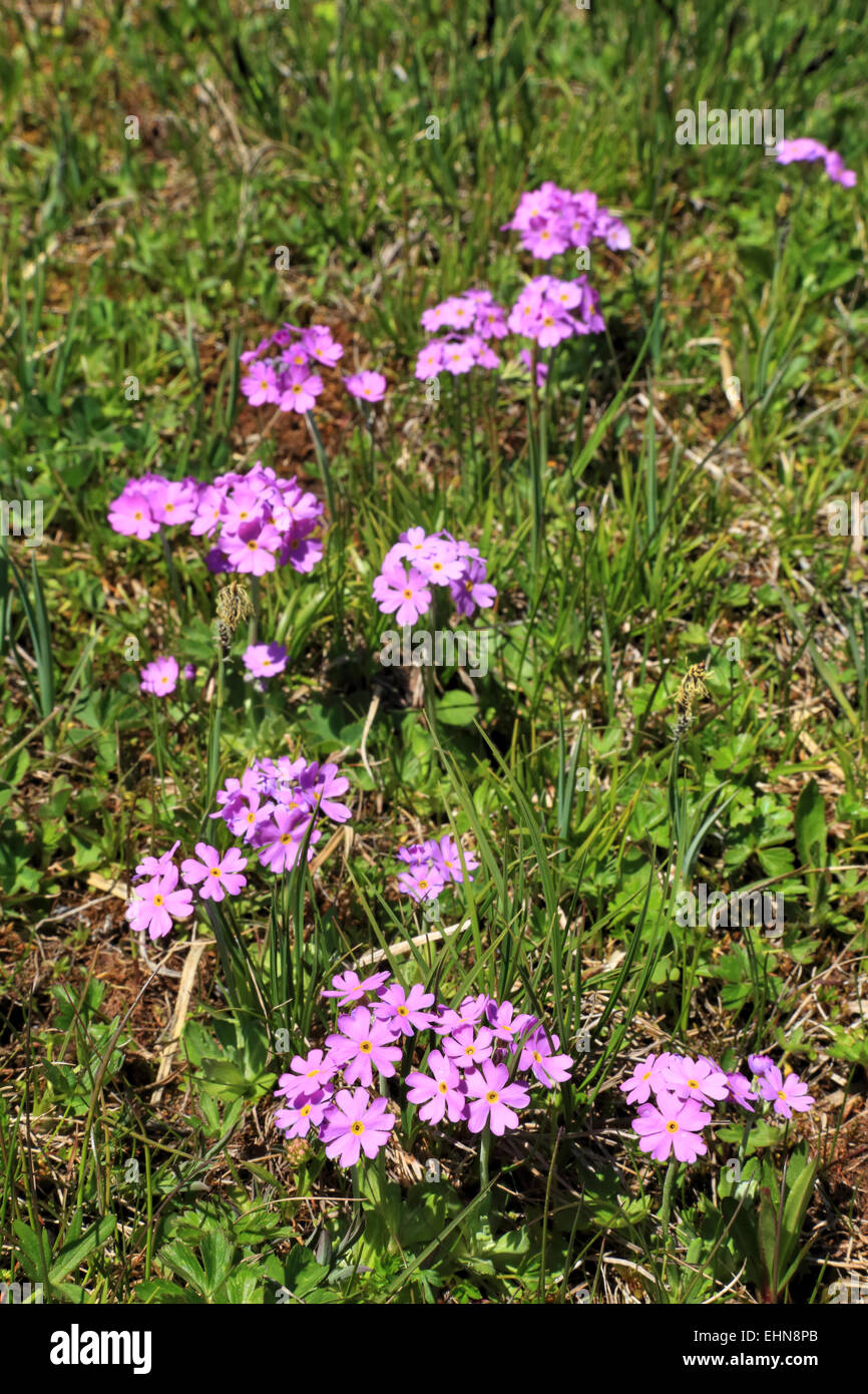 Fairy primrose primula minima hi-res stock photography and images - Alamy