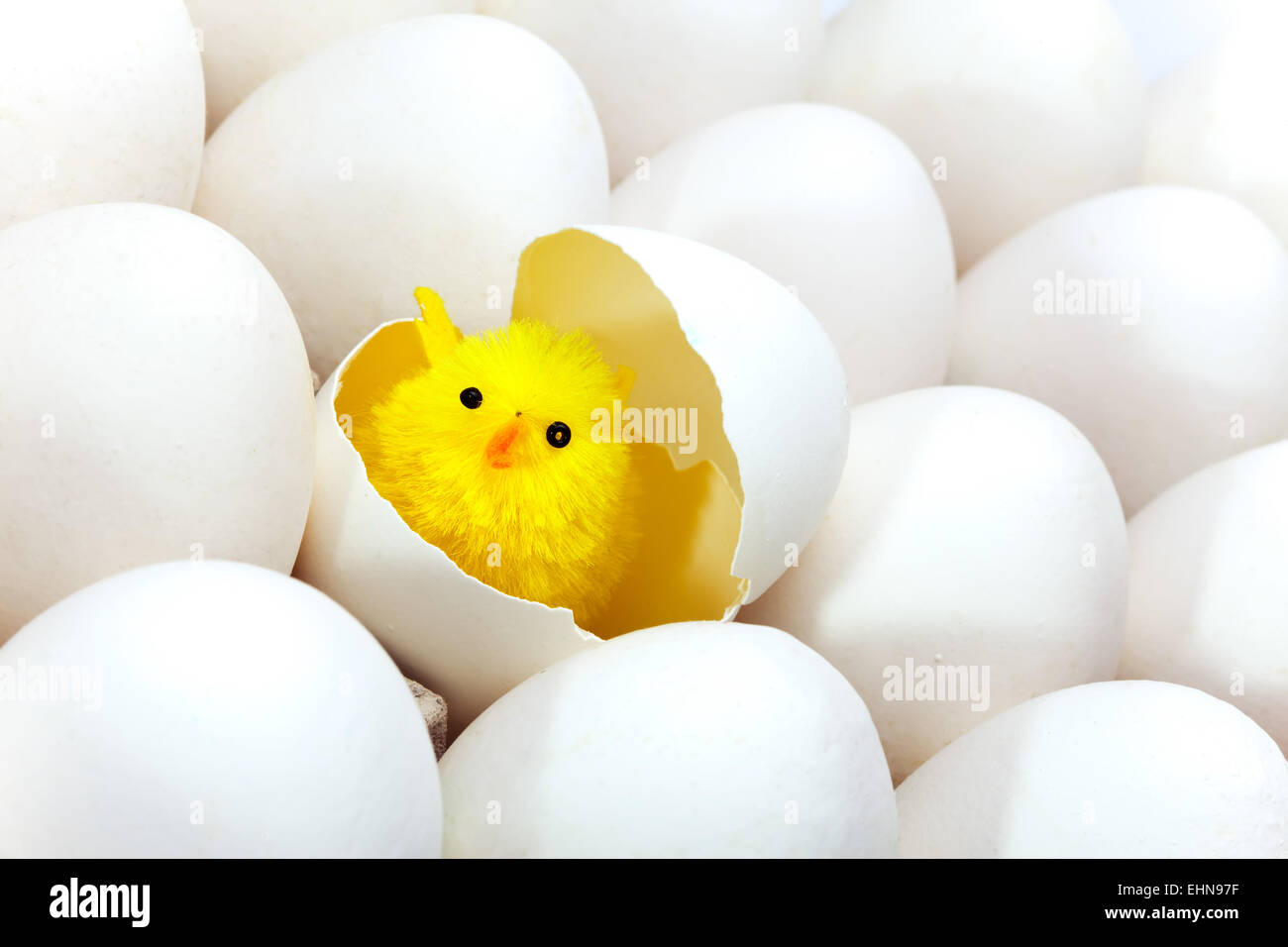 Newborn chicken in shell of egg Stock Photo - Alamy