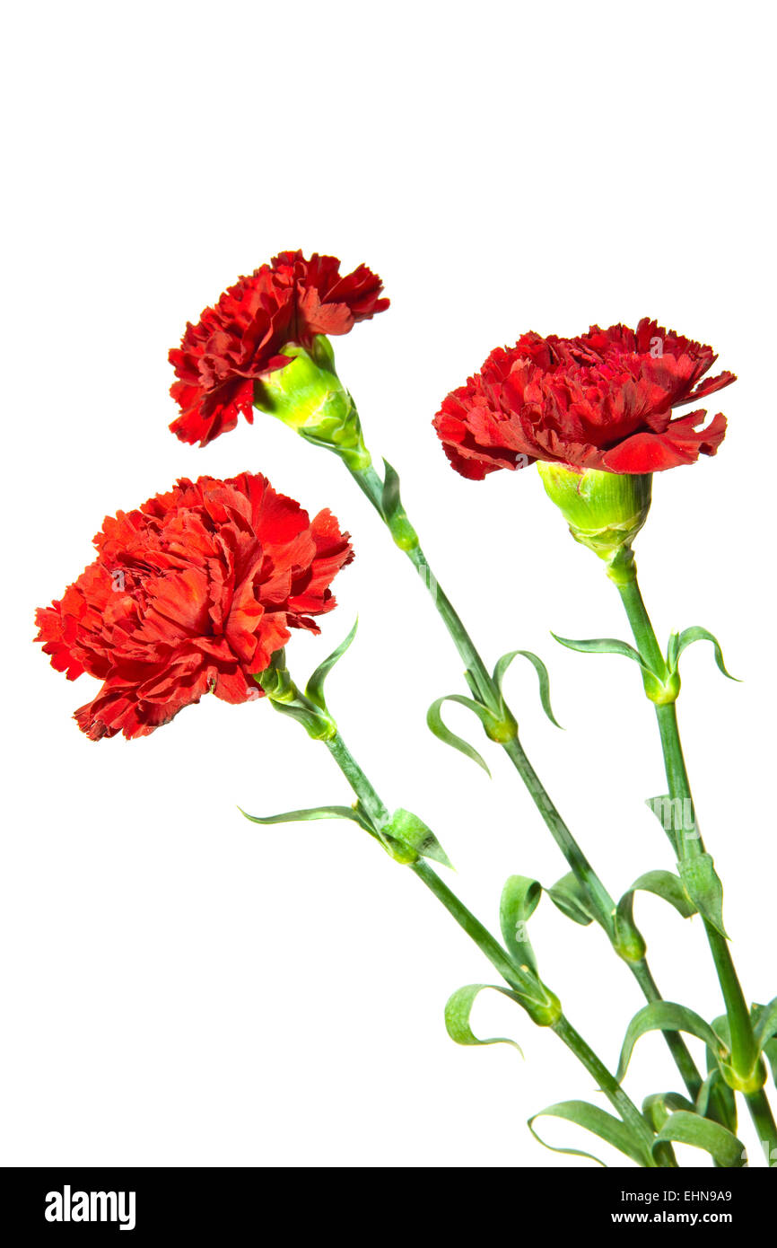 Beautiful red carnation on hi-res stock photography and images - Alamy