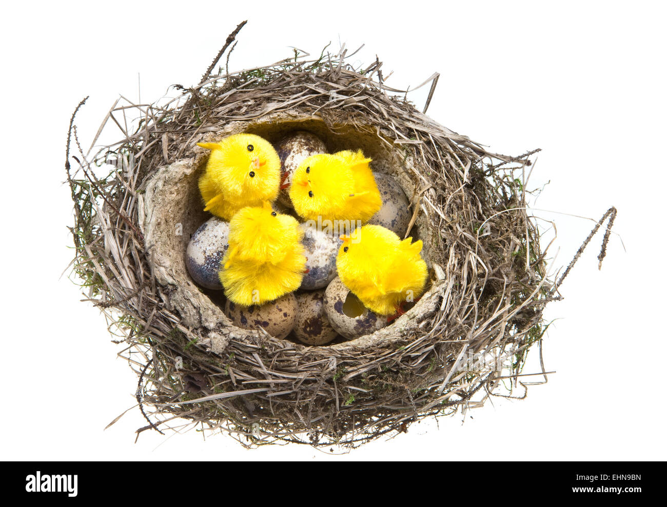 Nest with eggs and chickens Stock Photo - Alamy
