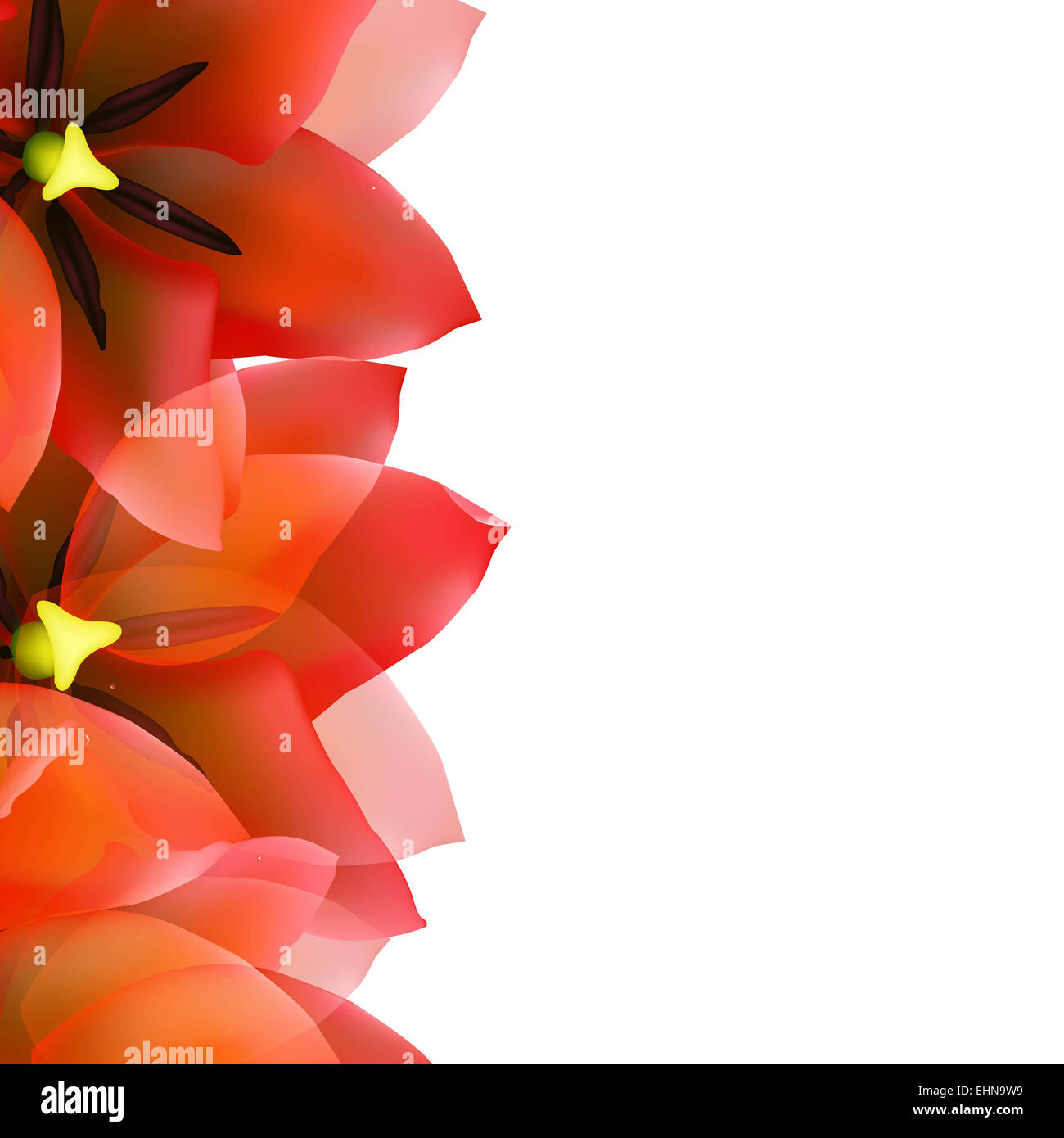 Red Tulip Border With Water Drops Stock Photo - Alamy