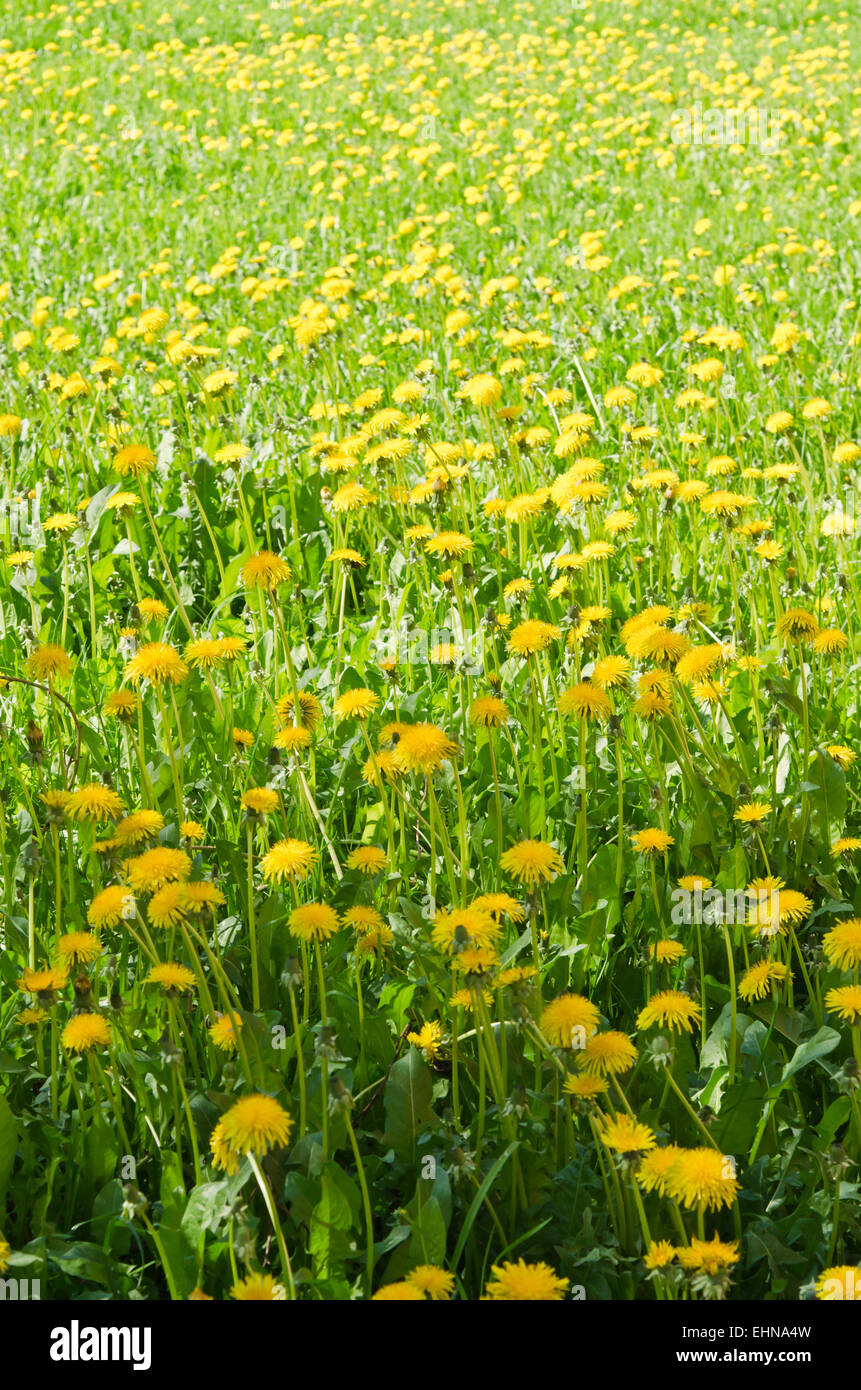 Dandelion and daisy hi-res stock photography and images - Alamy
