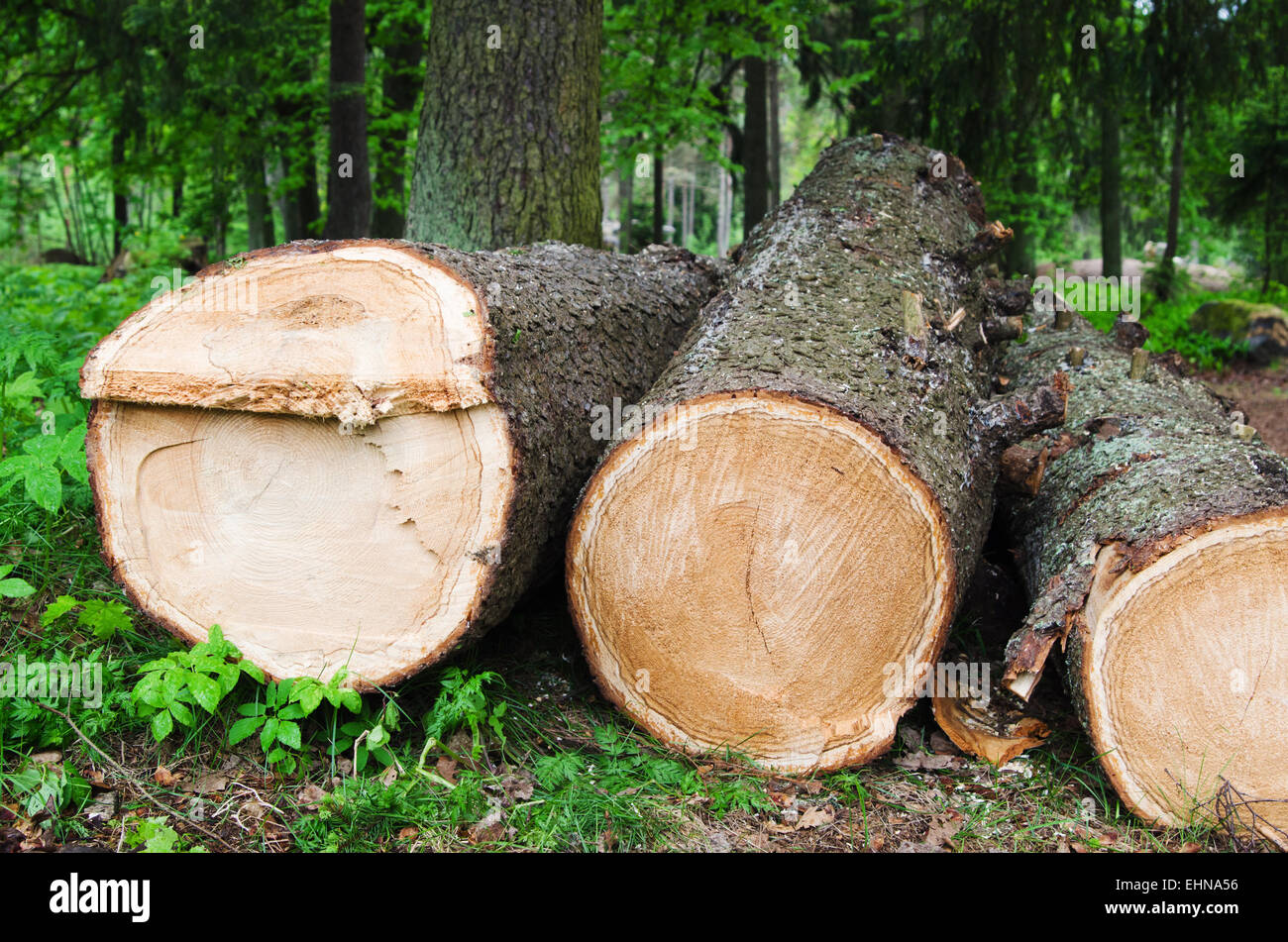 Stack of freshly cut trees in a forest Stock Photo - Alamy