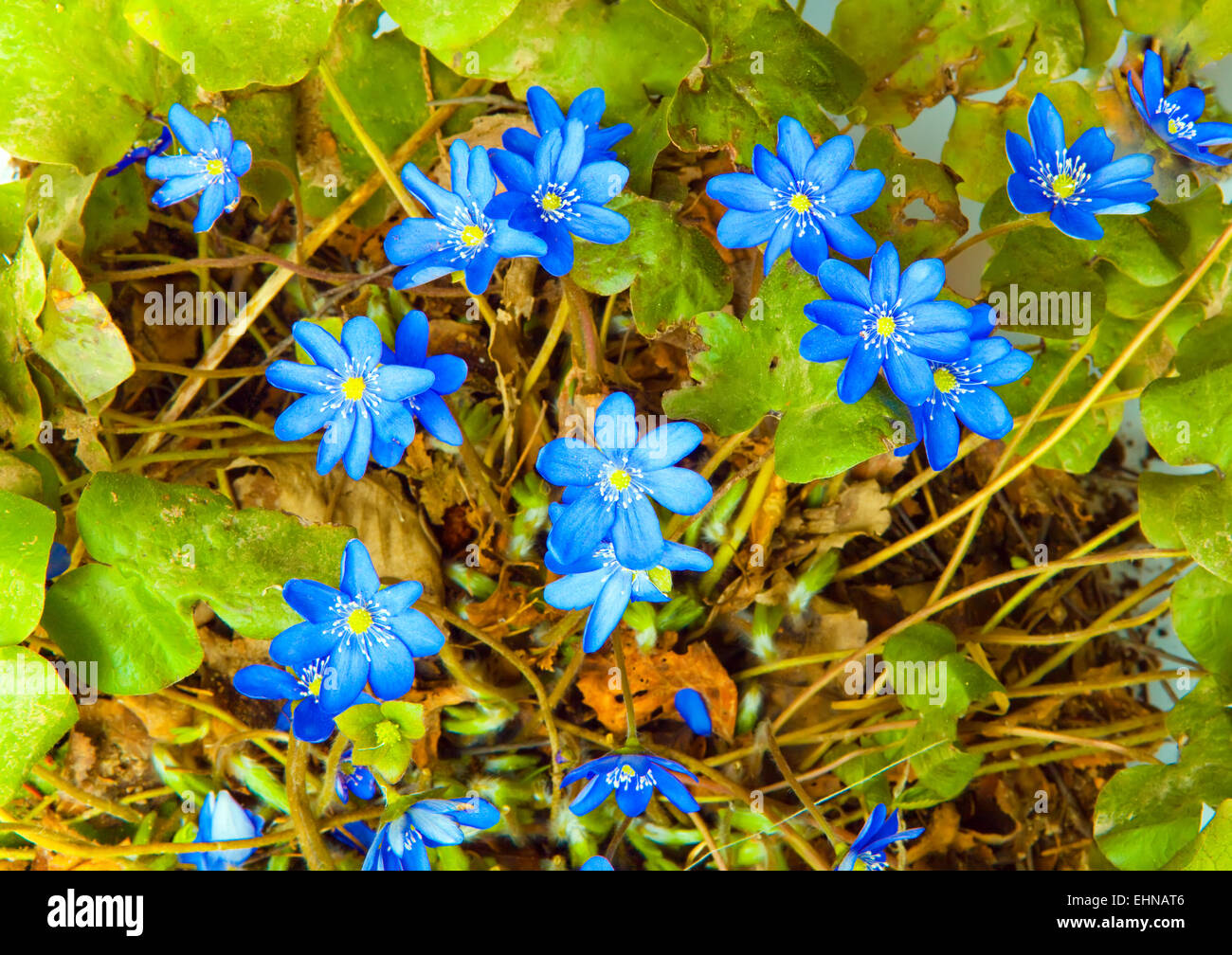 Dark blue Snowdrops Stock Photo - Alamy