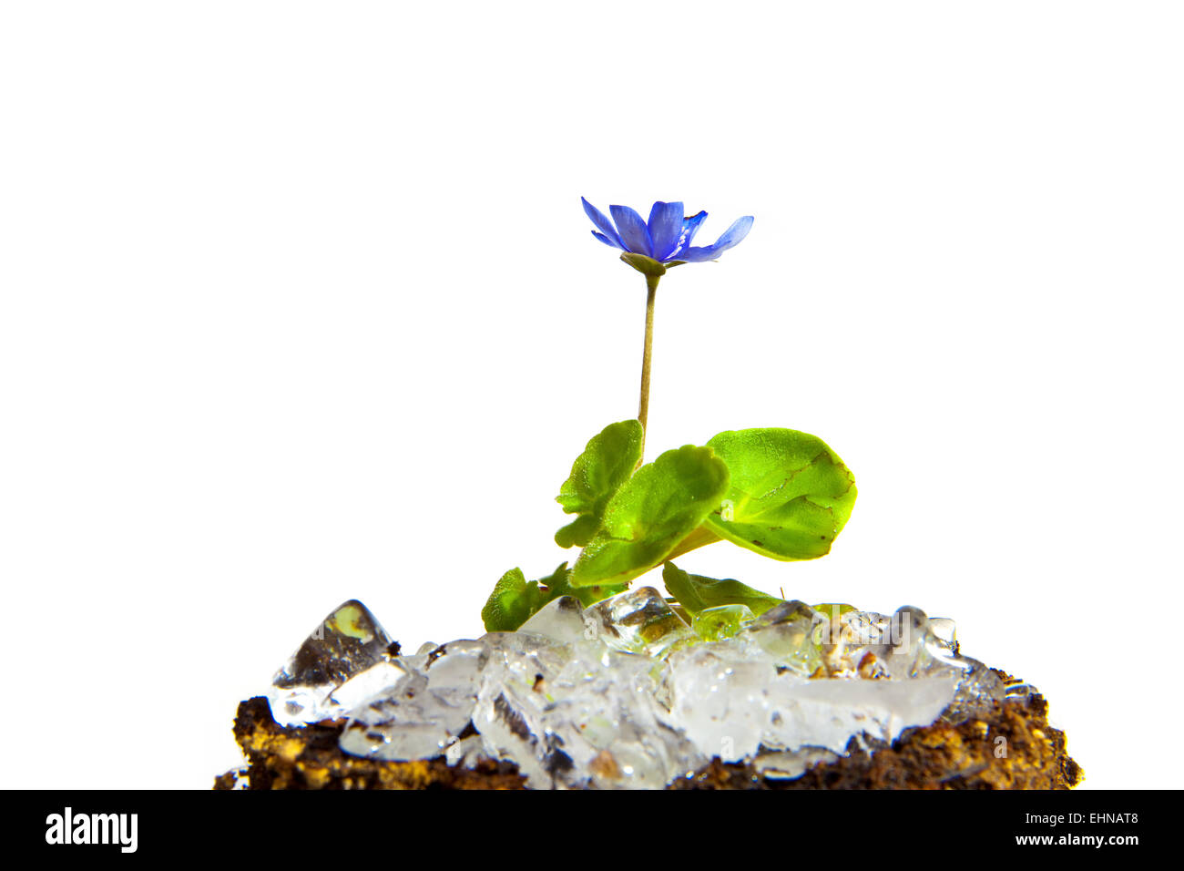 Snowdrop, growing from ice Stock Photo - Alamy