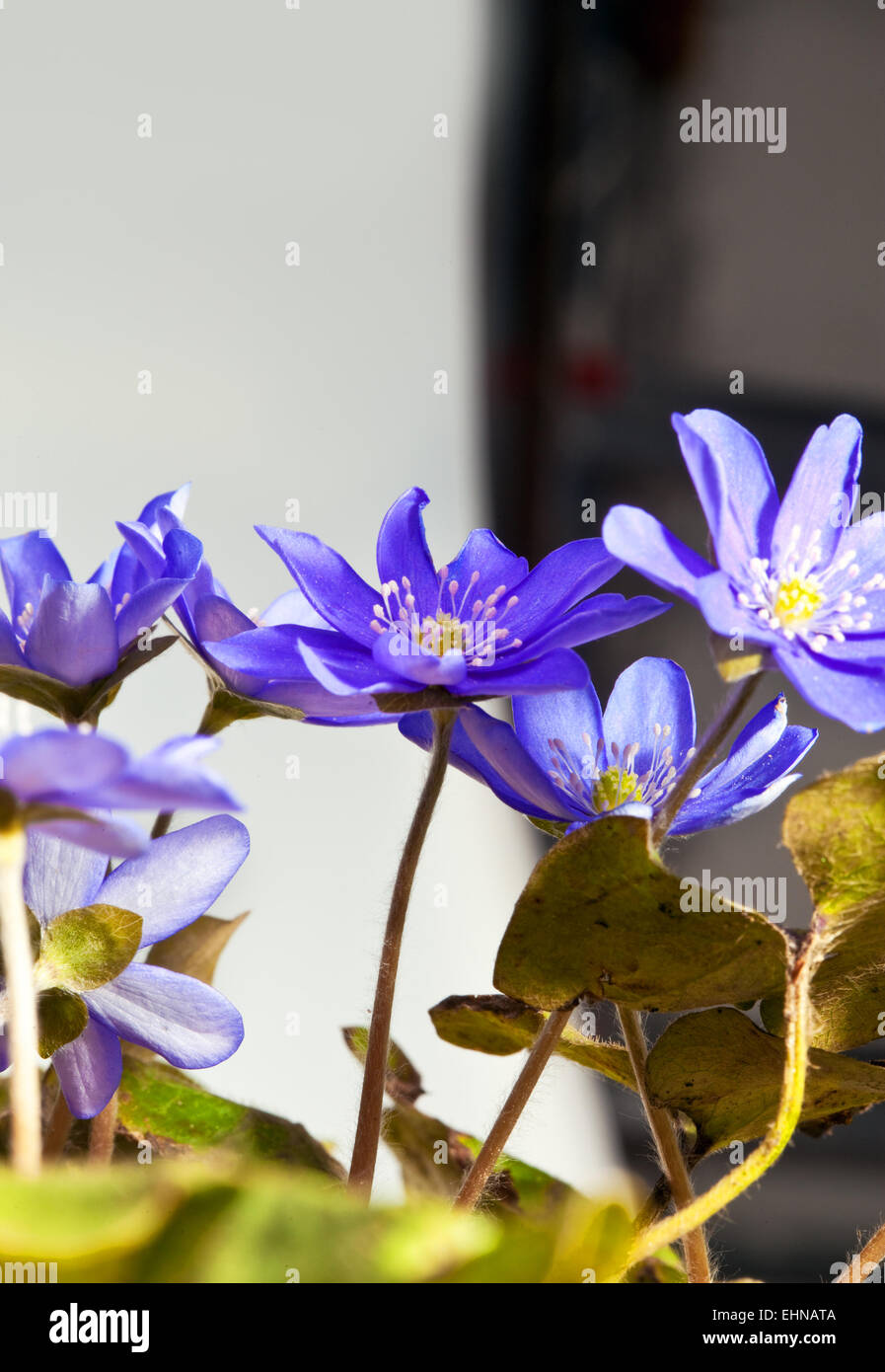 Dark blue Snowdrops Stock Photo - Alamy