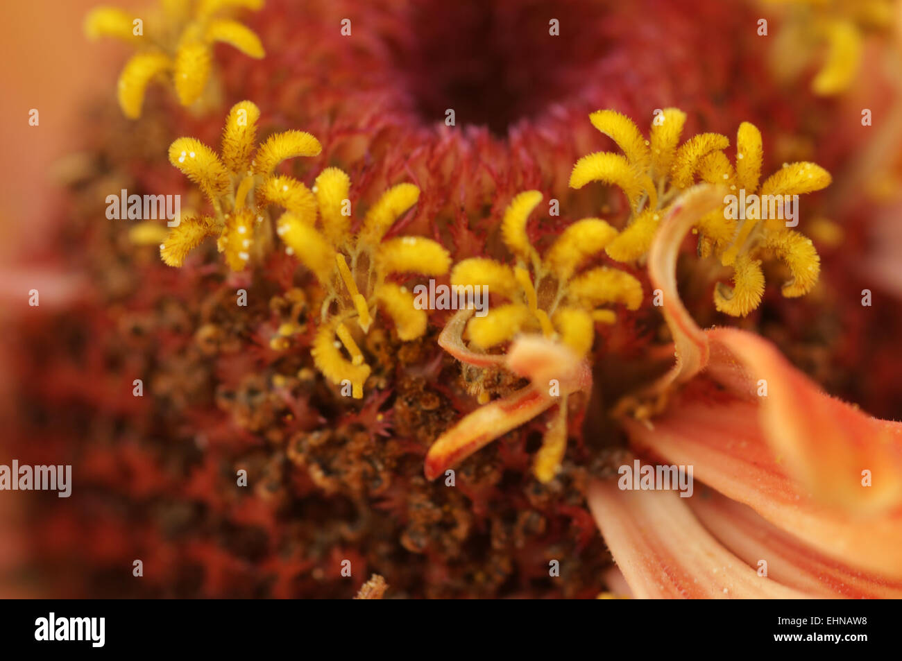 Details of the garden hi-res stock photography and images - Alamy