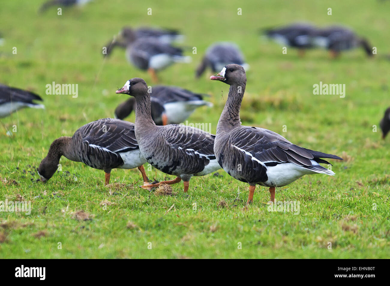 Arctic geese hi-res stock photography and images - Alamy