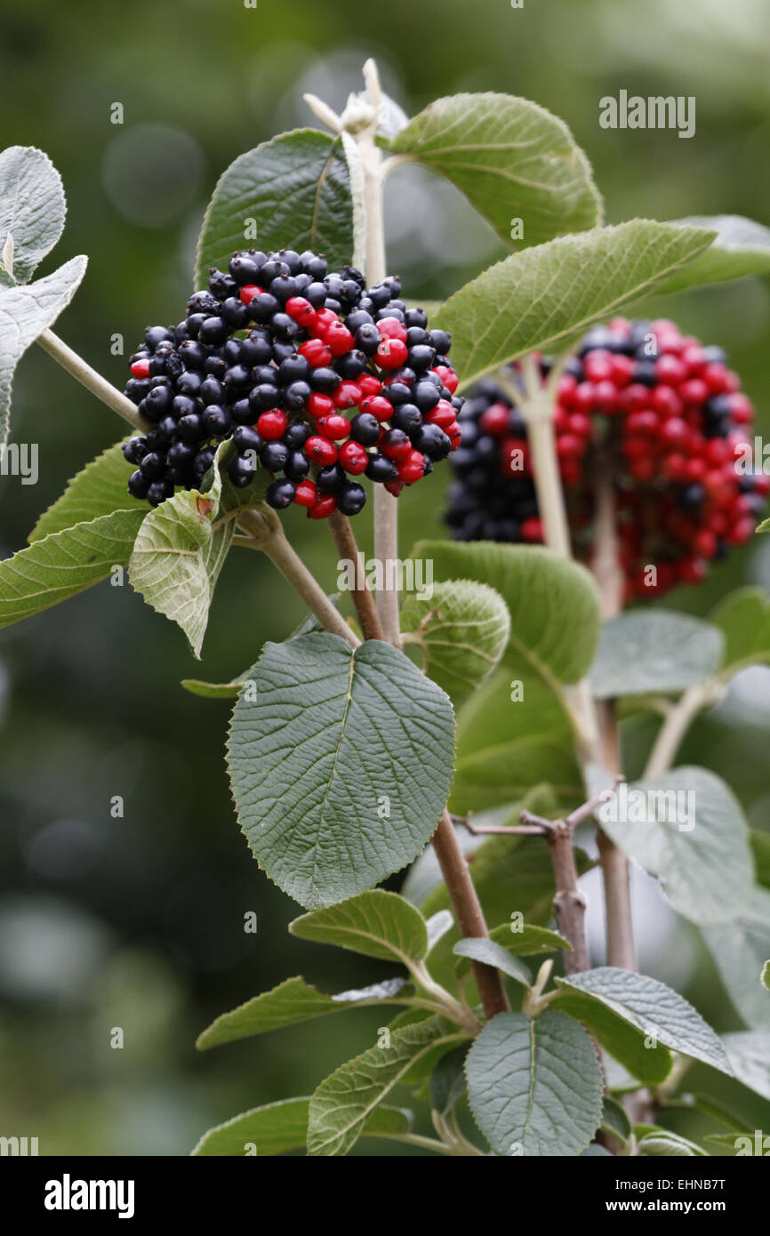 Wayfaring tree, Viburnum lantana Stock Photo - Alamy