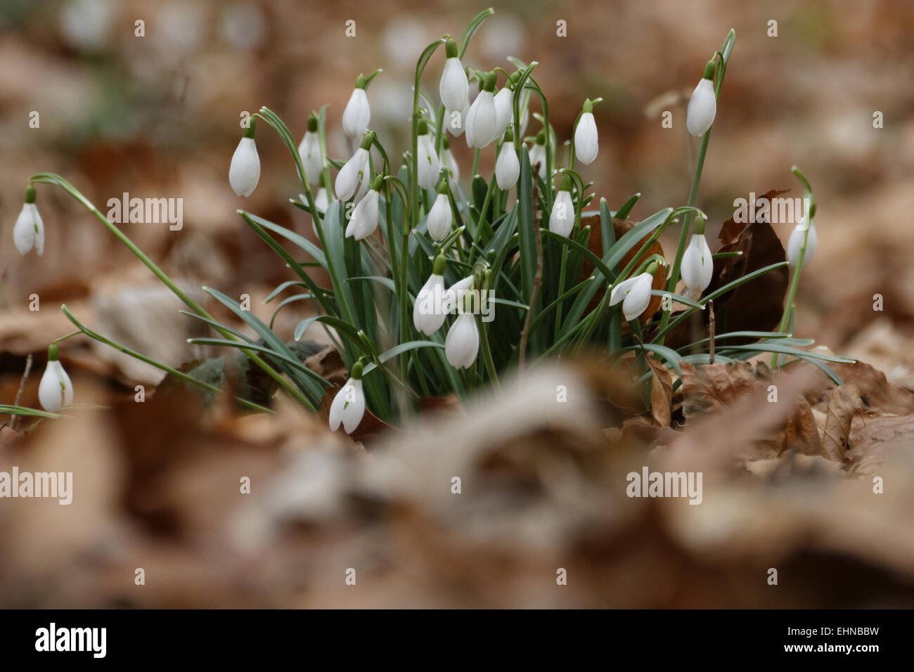 Little snowdrop, Galanthus nivalis Stock Photo - Alamy