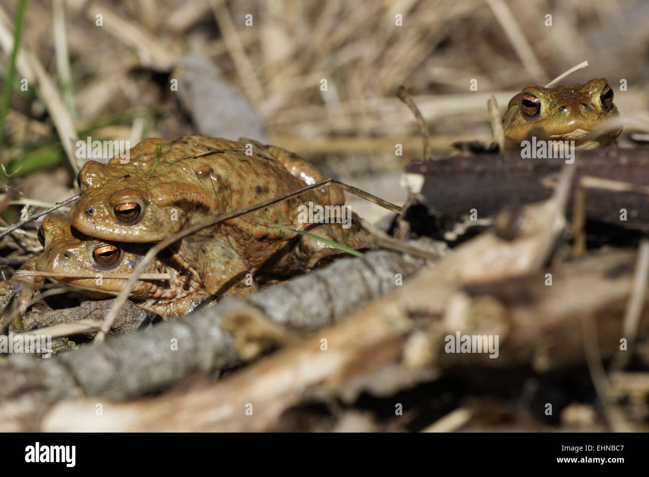 Grass frogs at the mating Stock Photo - Alamy
