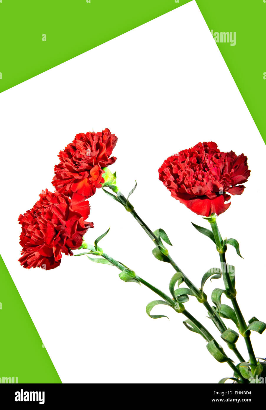 Carnation red hi-res stock photography and images - Alamy