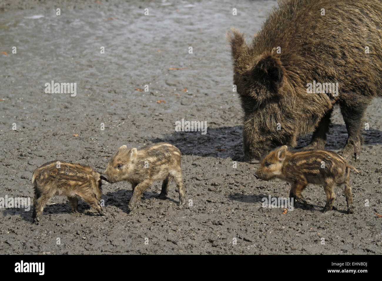Wildschwein ferkel hi-res stock photography and images - Alamy