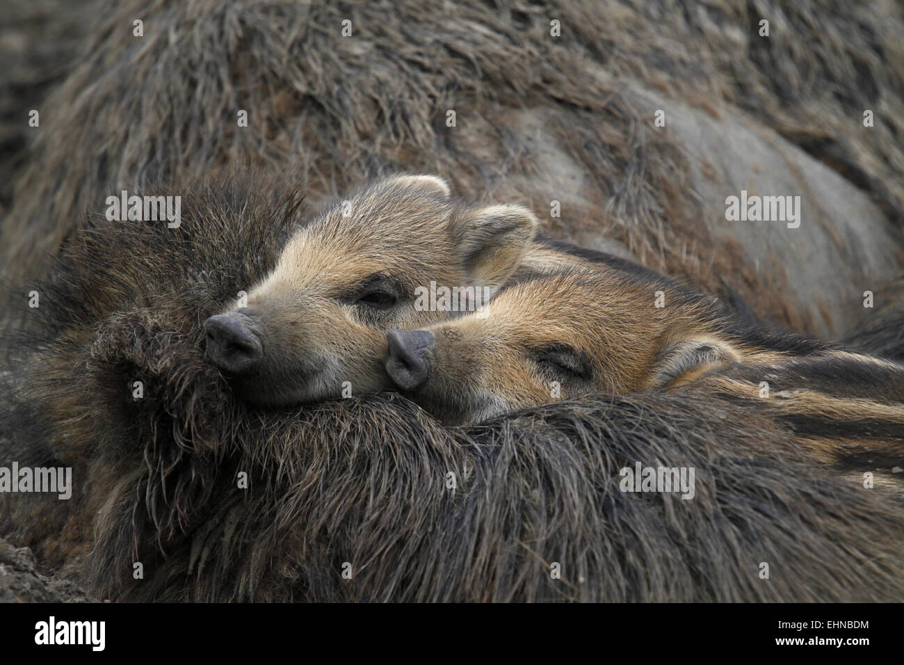 Wildschwein ferkel hi-res stock photography and images - Alamy